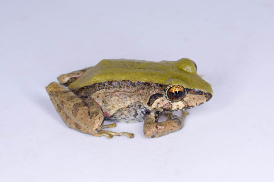 Colombian Robber Frog in January 2020 by Daniel Bocanumenth E ...
