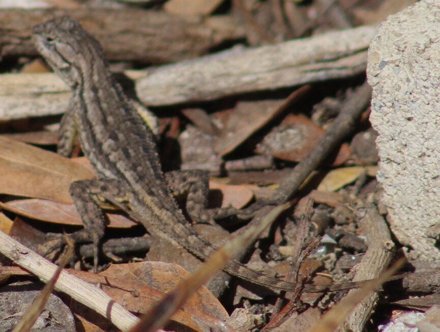 Great Basin Fence Lizard from Pacific Beach, San Diego, CA, USA on ...