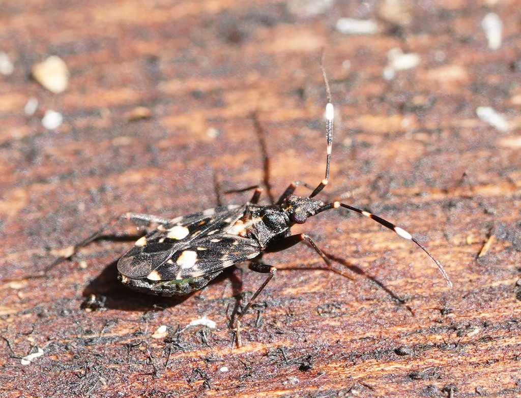 Ceratofulvius from Quarry Rd, Toolangi VIC 3777, Australia on February ...
