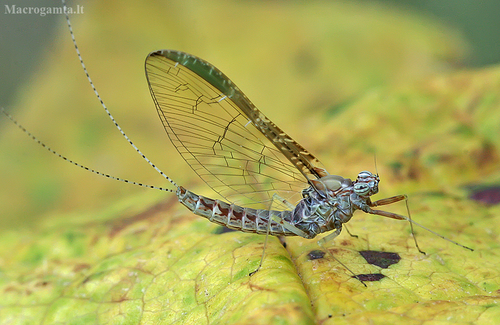 Subfamilia Cloeoninae · iNaturalist Mexico