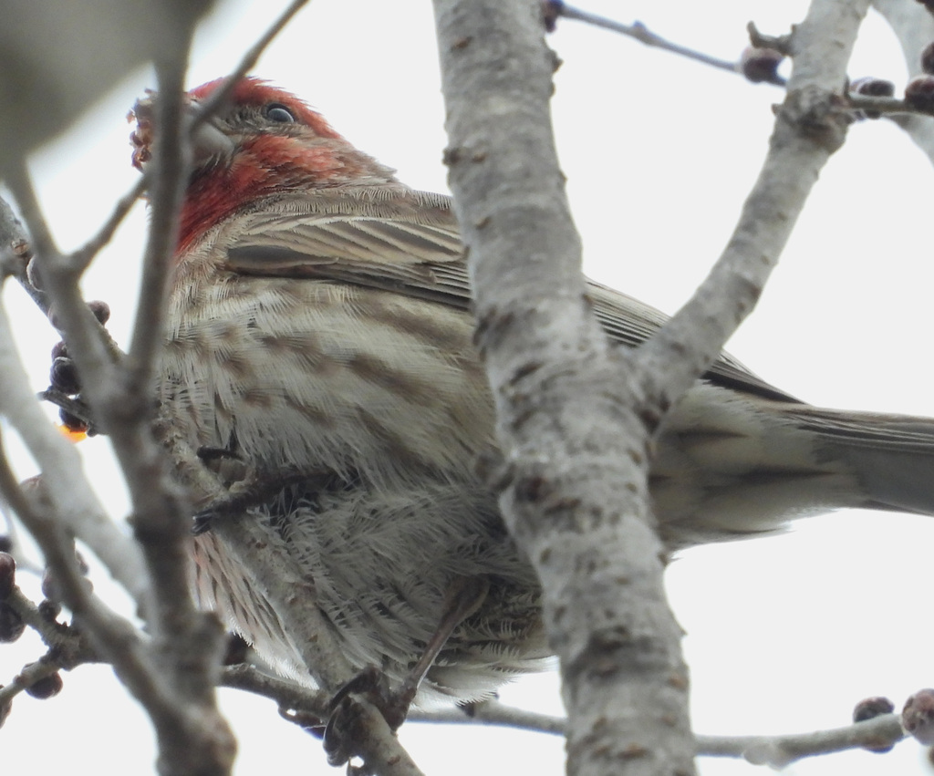 House Finch from Riderwood Village, Gracefield Road, Silver Spring, MD ...