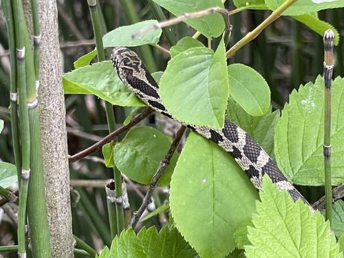 Colubrid Snakes (Colubridae) - Snakes and Lizards