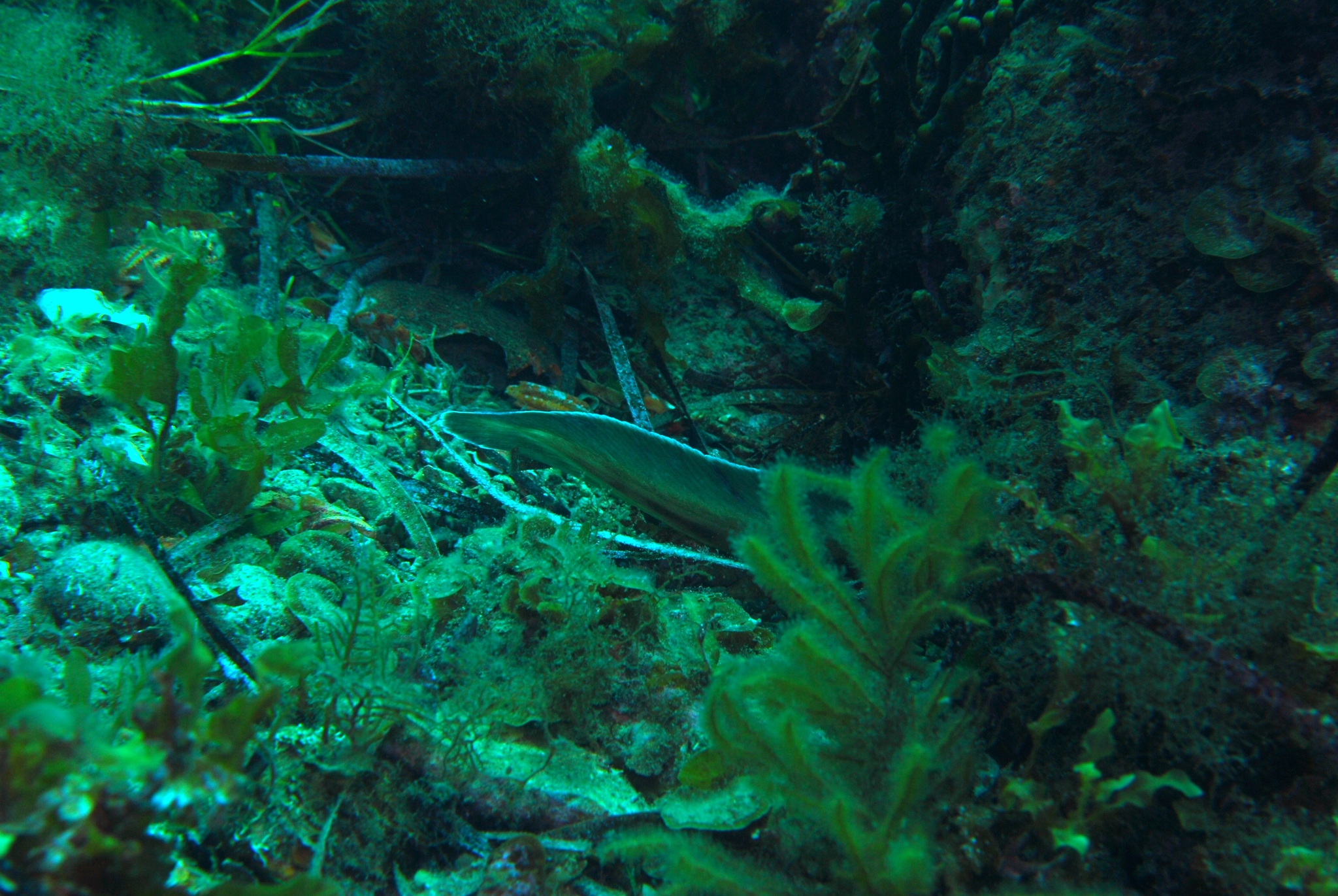 Genypterus Philippi, 1857