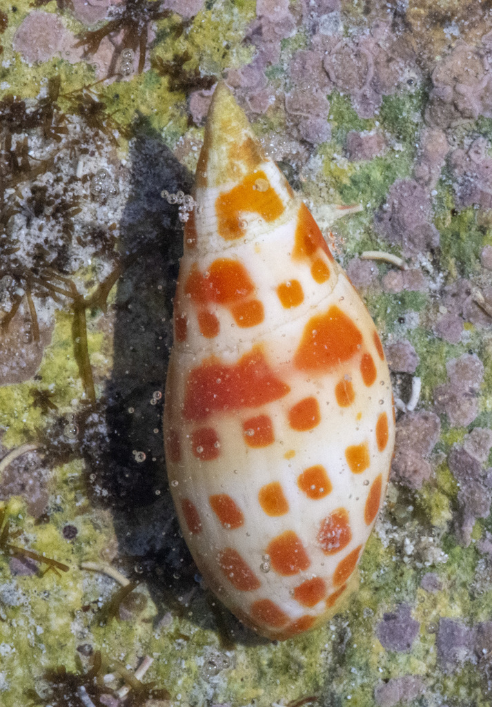 Episcopal Mitre from Nusa Lembongan, Indonesien on September 16, 2017 ...