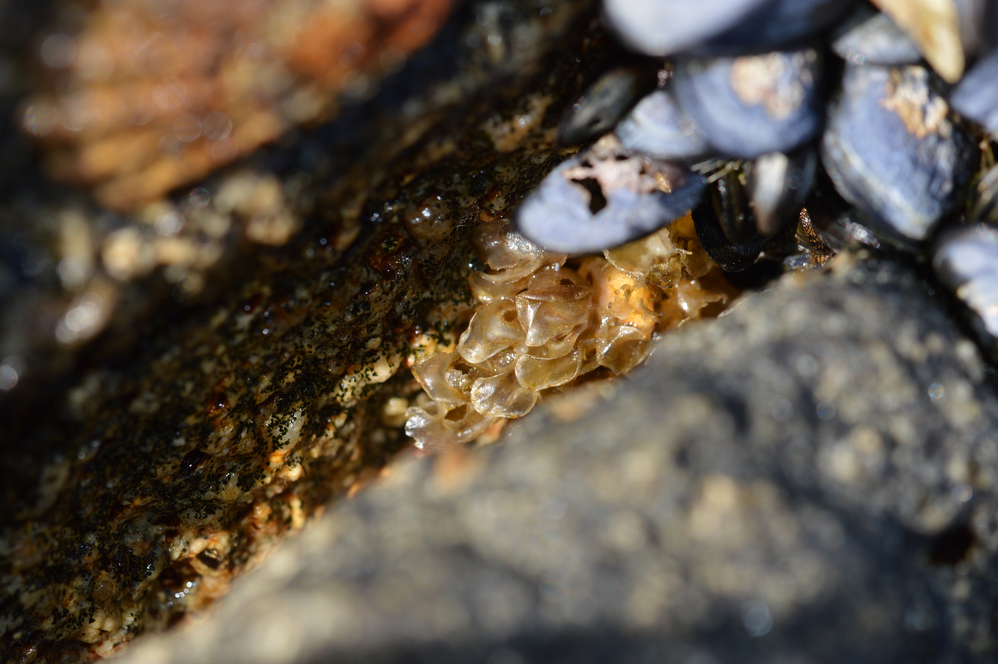 Clionella sinuata (Born, 1778)