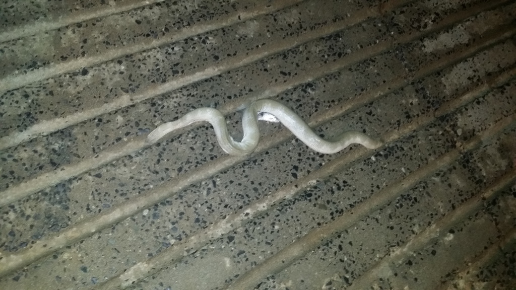 Spine-bellied Sea Snake from Stanage QLD 4702, Australia on March 31 ...
