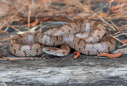 Colubrid Snakes (Colubridae) - Snakes and Lizards