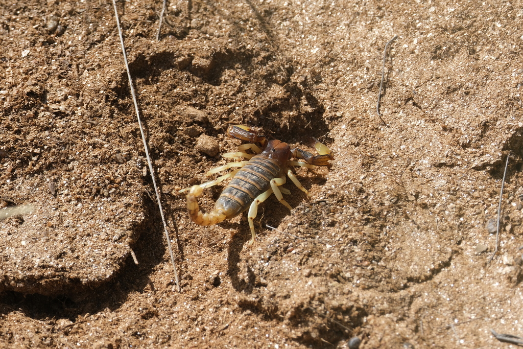 Robust Burrowing Scorpion from Khomas Region, Namibia on February 17 ...