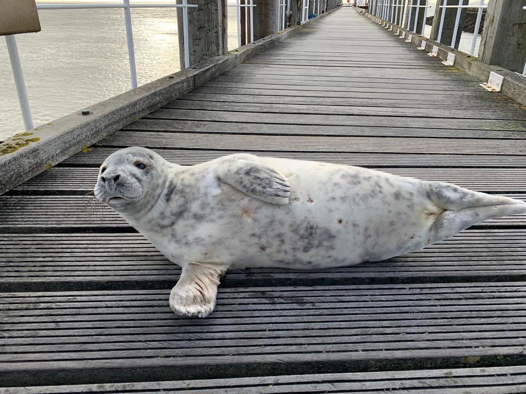 Grey Seal (Halichoerus grypus) - Know Your Mammals