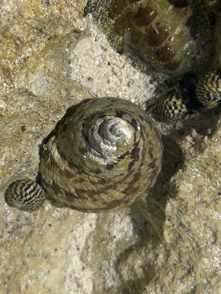 West Indian Top Shell from Paradise Island, Nassau, BS on February 15 ...