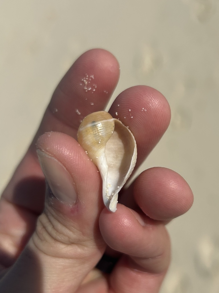 Atlantic Partridge Tun Snail from Paradise Island, Nassau, BS on ...