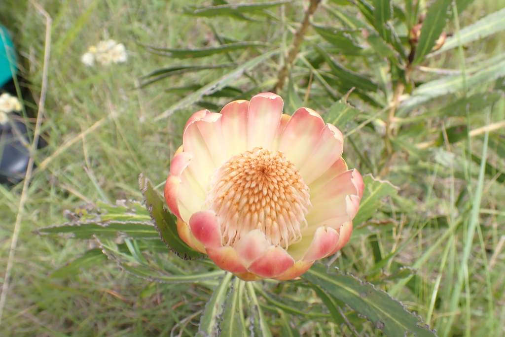 Dwarf Grassland Sugarbush from OR Tambo District Municipality, South ...