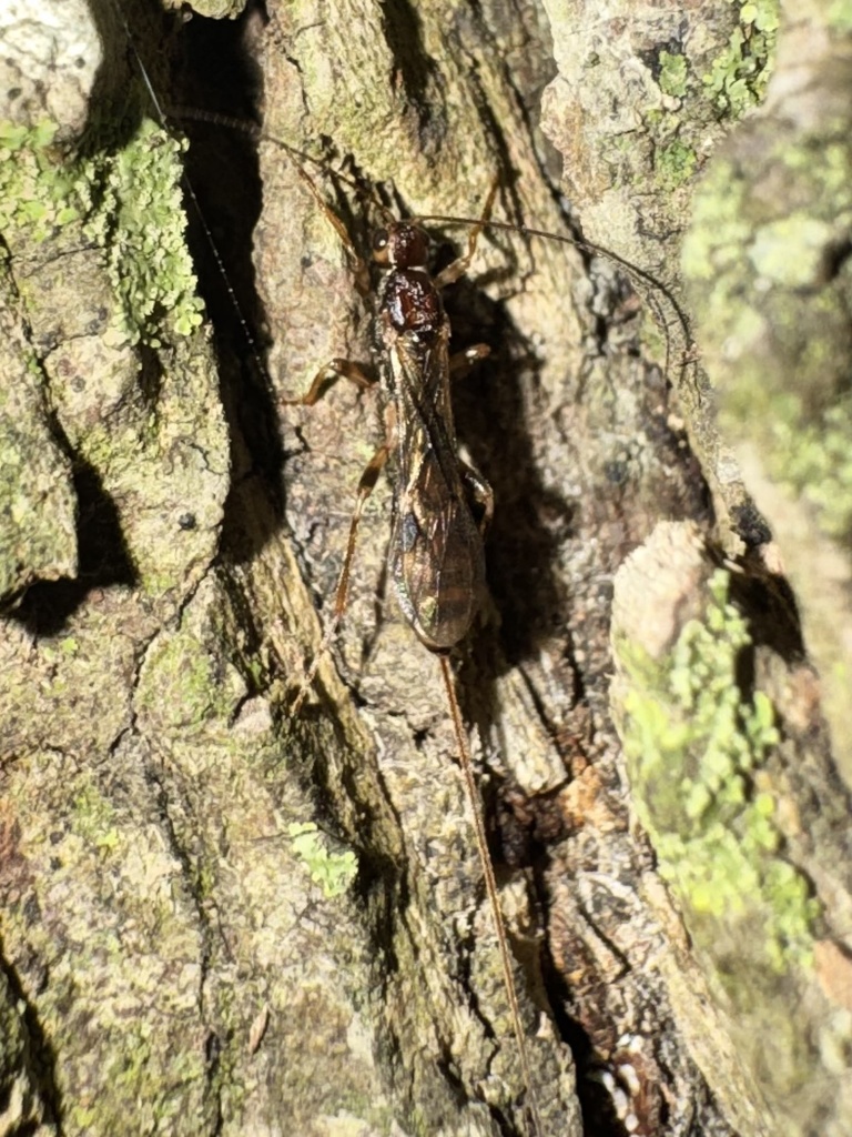 Spathius from Brazosport College, Lake Jackson, TX, US on February 18 ...
