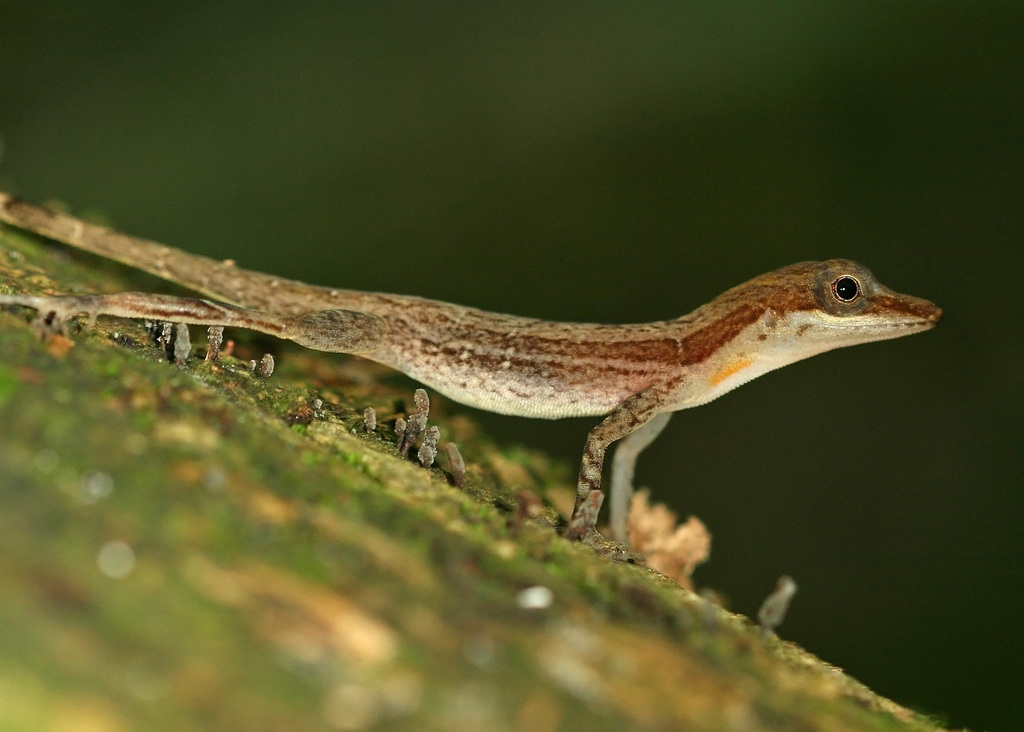 Border Anole from Rio San Juan, Nicaragua on January 16, 2011 by Karl ...