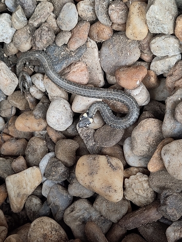 Colubrid Snakes (Colubridae) - Snakes and Lizards