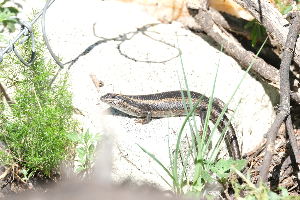 Kalahari Tree Skink from Khomas Region, Namibia on February 17, 2026 at ...