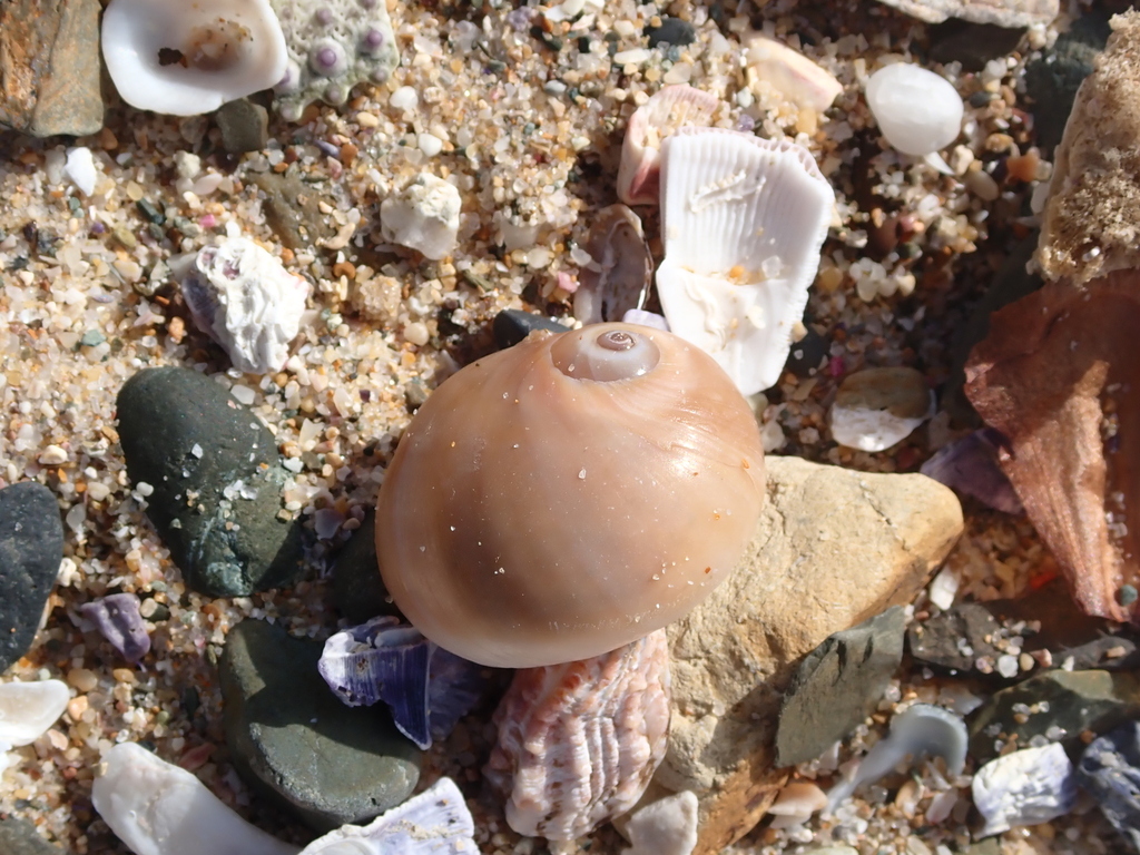 Bladder Moon Snail from Arrawarra Headland NSW 2456, Australia on ...