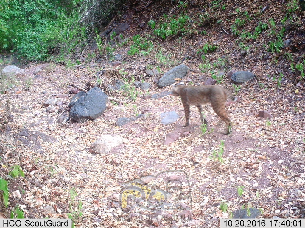 Mexican Bobcat (Lynx rufus escuinapae) - Know Your Mammals