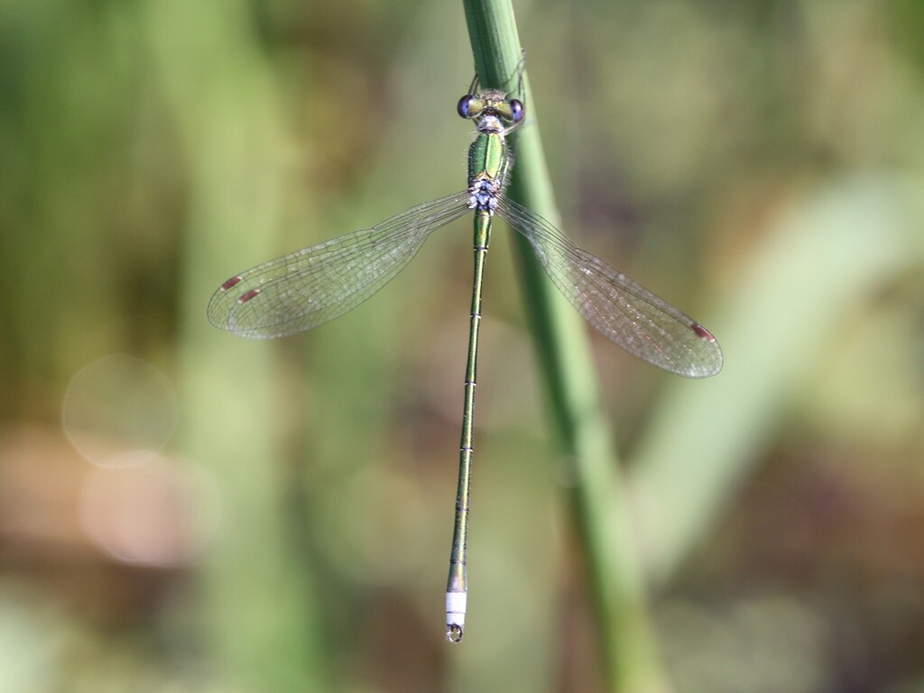 Lestes virens vestalis from Юго-Западный административный округ, Москва ...
