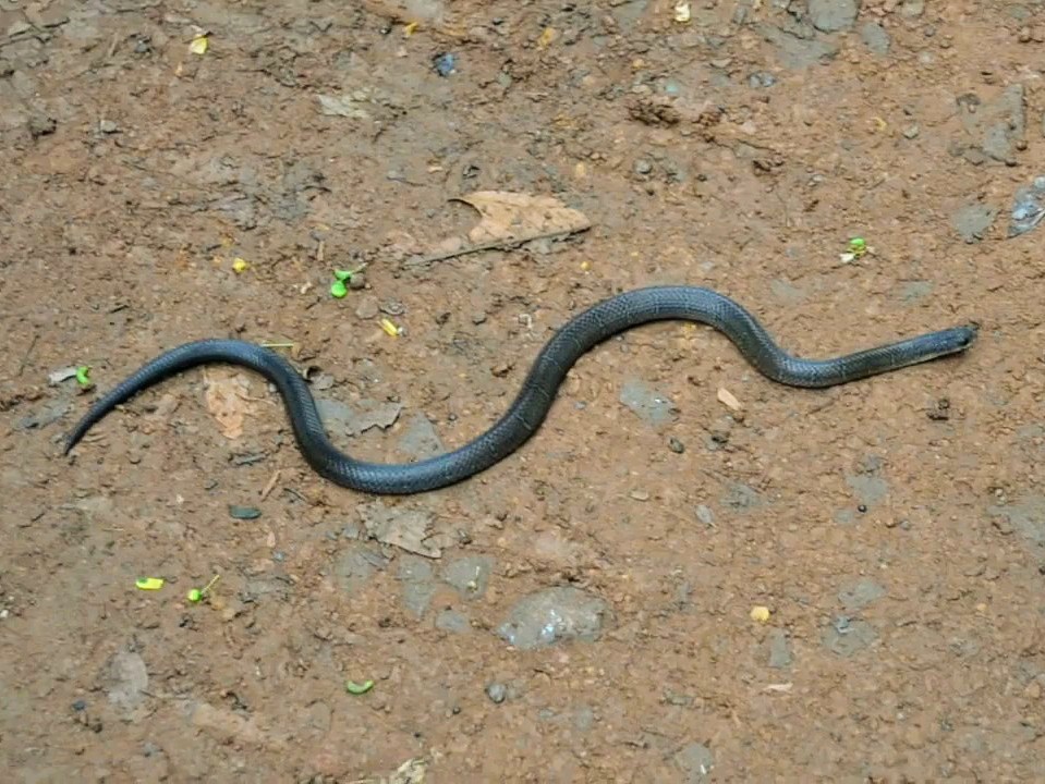 Oligodon kampucheaensis Neang, Grismer & Daltry, 2012