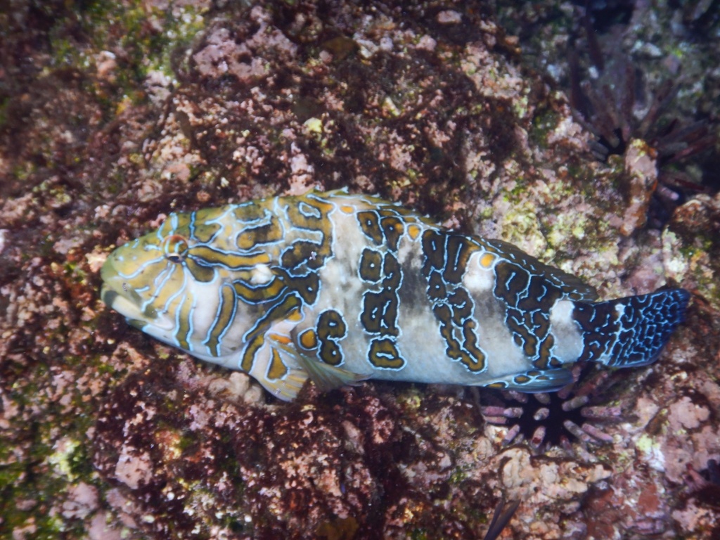 Giant hawkfish from Galapagos Islands, Rabida, Galapagos, EC on January ...