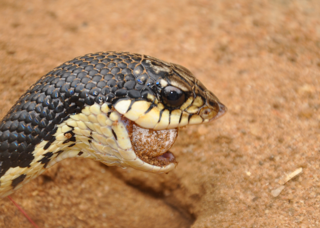 Giant Madagascan Hognose Snake from Morondava, Madagaskar on January 10 ...