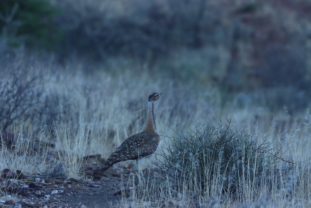 Ludwig's Bustard in January 2026 by Alex Dreyer. Photo(s) by Philip ...
