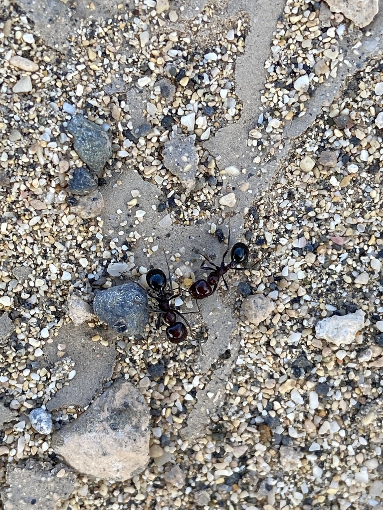 Messor minor hesperius (Tenerife Hymenoptera) · iNaturalist