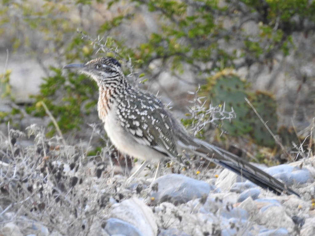 Greater Roadrunner from Dr González, N.L., México on February 15, 2020 ...