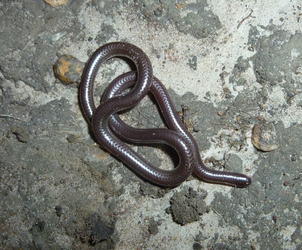 Shaba thread snake from Kasanka National Park on December 08, 2013 by ...