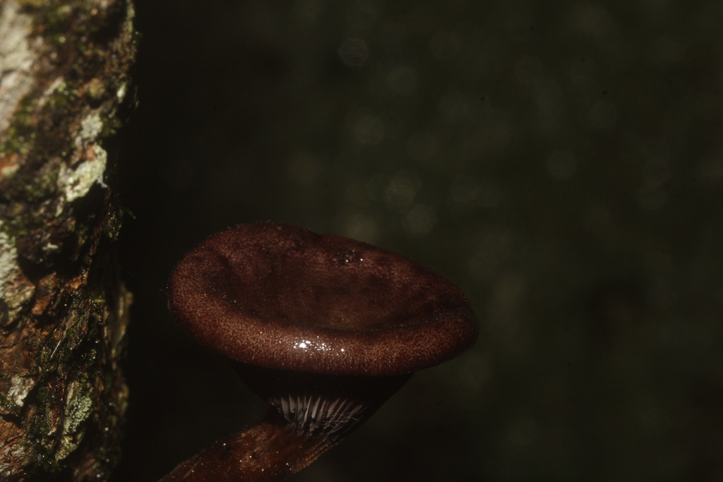 Panus velutinus from Poaná, Tacotalpa on February 1, 2020 at 08:57 PM ...