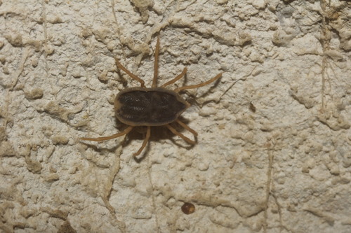 (Ornithodoros talaje)