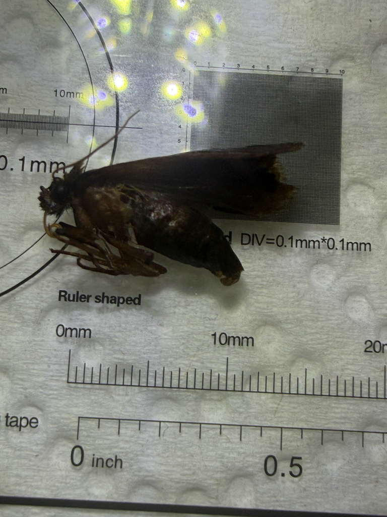 Ash and Lilac Borer Moths from Northeast Yonkers, Yonkers, NY, USA on ...