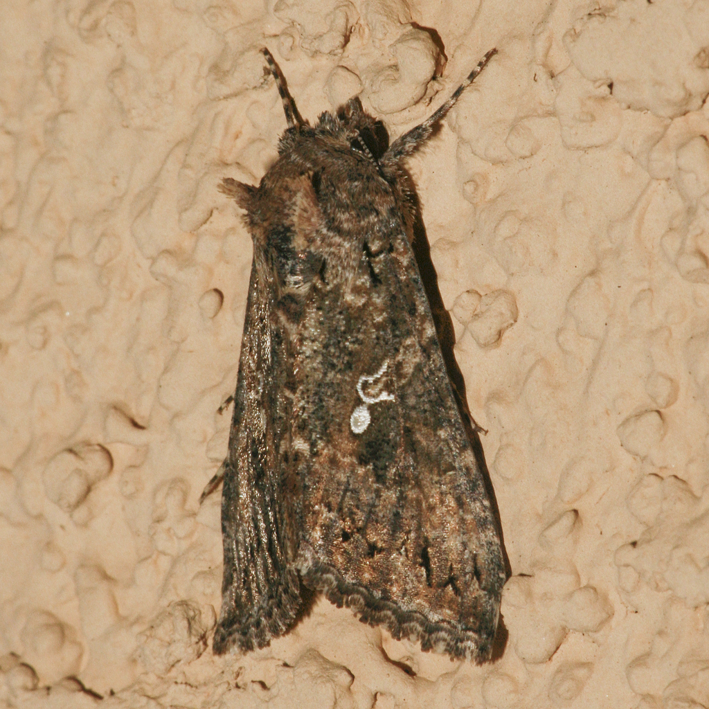 Cabbage Looper Moth from Tehachapi, CA 93561, USA on April 18, 2010 at ...