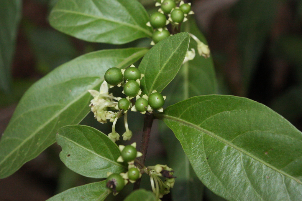 flowering plants from Escuinapa, Sin., México on June 24, 2014 at 10:04 ...