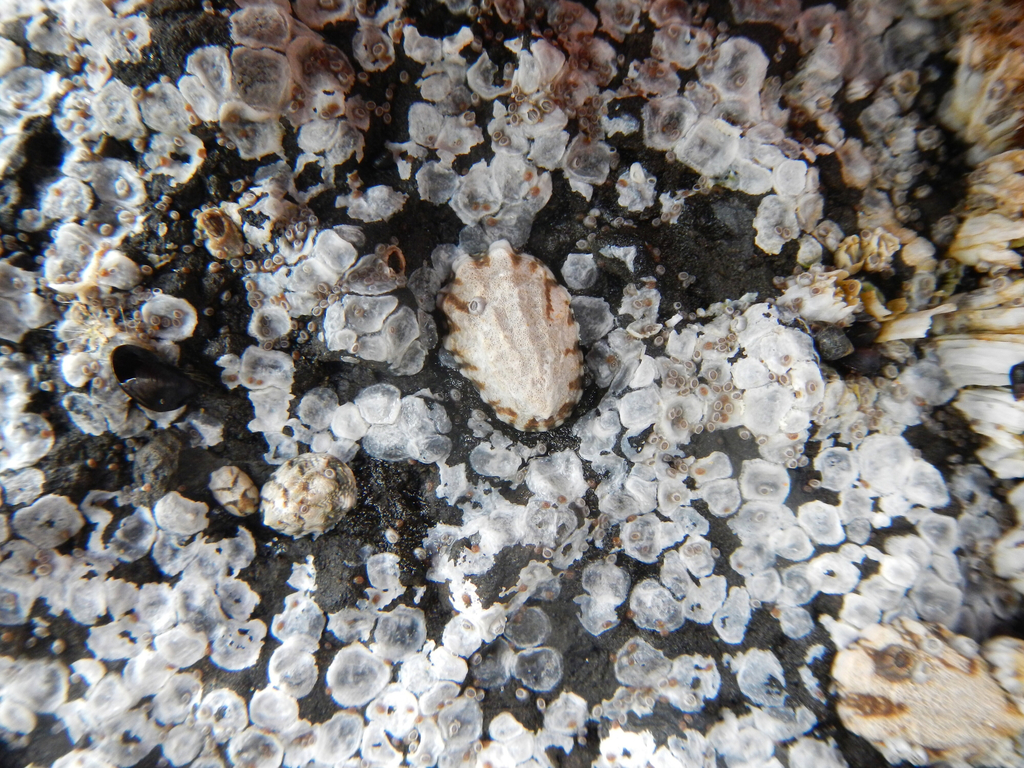 Fingered Limpet from Ecola State Park, Seaside, OR, US on May 29, 2014 ...
