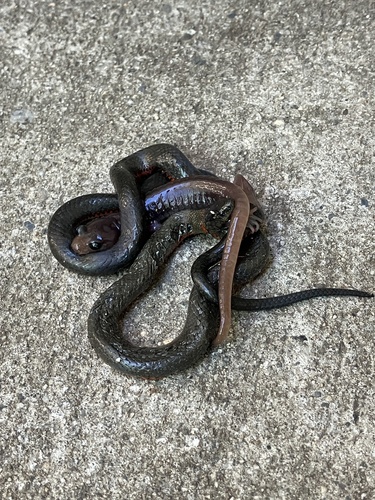 ring-necked snake (Diadophis punctatus) - Snakes and Lizards