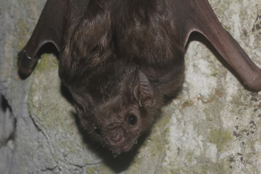 Vampire Bats (Desmodontinae) - Know Your Mammals