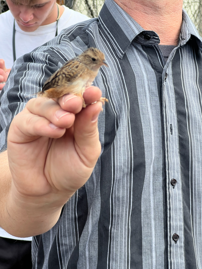 Sedge Wren from Greenwell Springs Rd, Central, LA, US on February 19 ...
