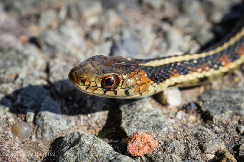 Colubrid Snakes (Colubridae) - Snakes and Lizards