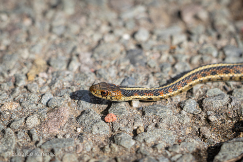 Colubrid Snakes (Colubridae) - Snakes and Lizards