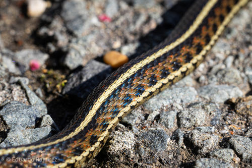 Colubrid Snakes (Colubridae) - Snakes and Lizards