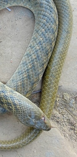 Colubrid Snakes (Colubridae) - Snakes and Lizards