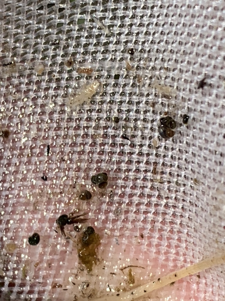 Wong's Pyrg from Dyer, NV, US on February 17, 2020 at 12:36 PM by Corey ...