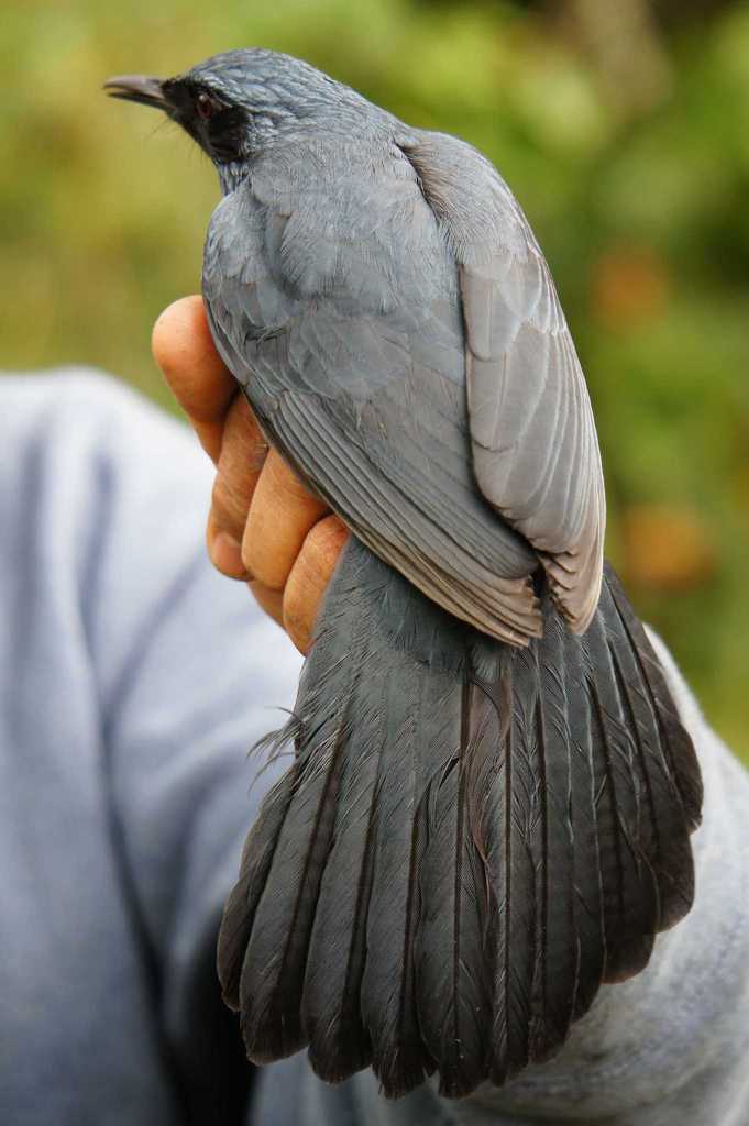 Blue Mockingbird (Melanotis caerulescens) - Avian Discovery