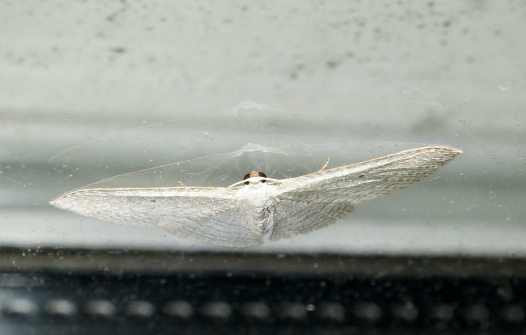 Native cranberry moth from Turitea 4474, New Zealand on February 17 ...