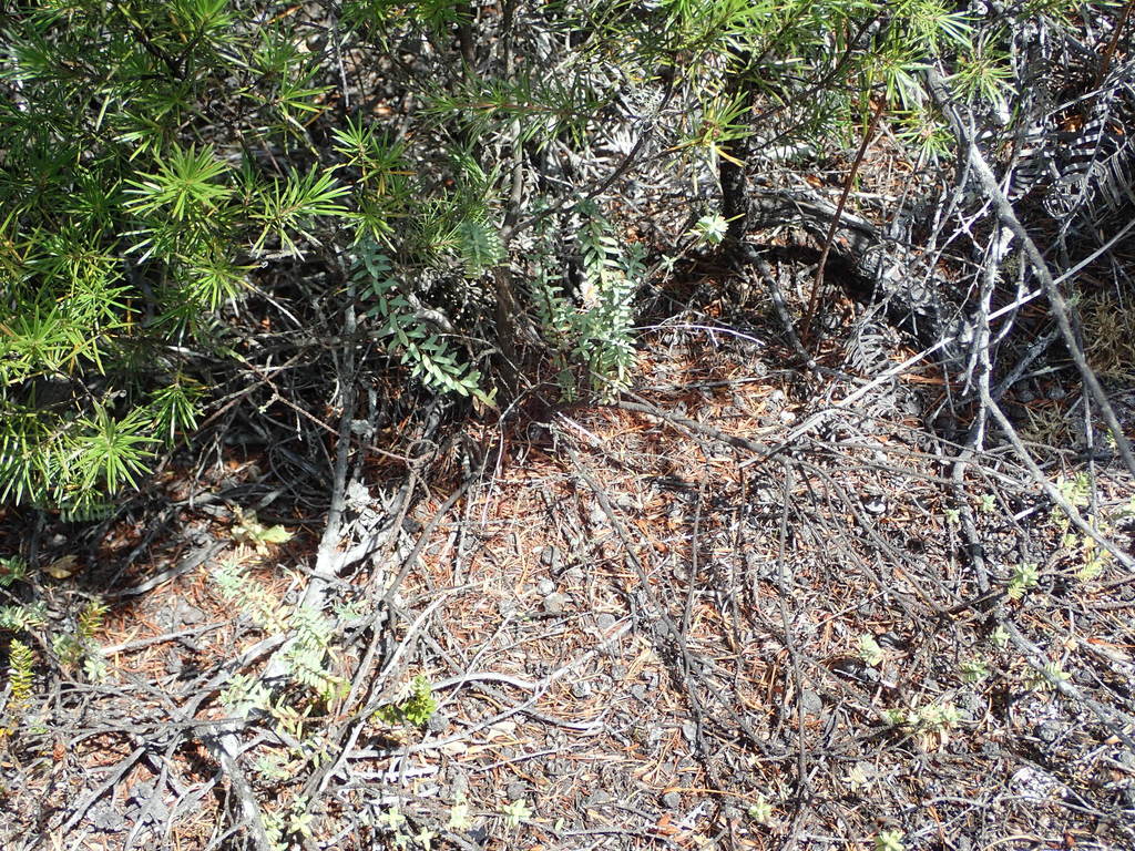 Pimelea orthia in January 2020 by Marley Ford. A few plants seen on ...