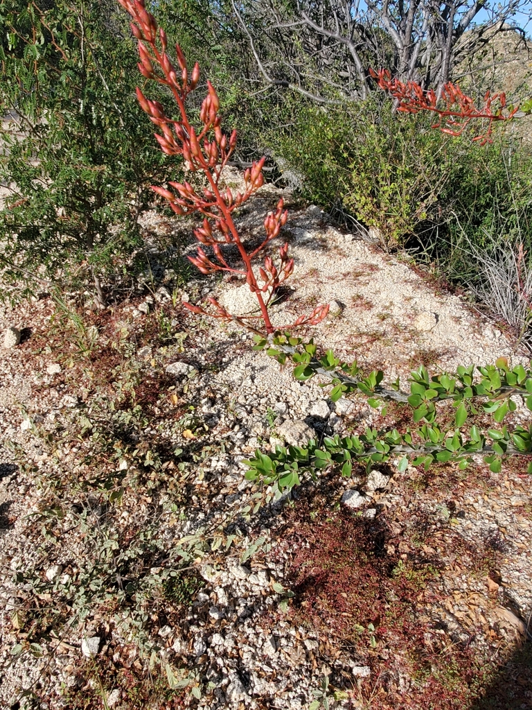 Adam's tree from Los Cabos, Baja California Sur, Mexico on February 15 ...