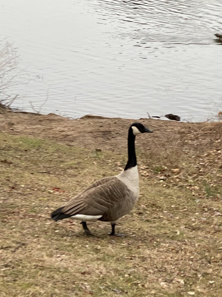 Canada Goose from Saddle River Rd, Saddle Brook, NJ, US on February 18 ...
