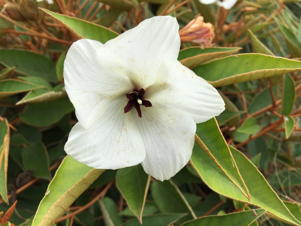 Mallow and Hibiscus Family (Malvaceae) - Botanical Realm
